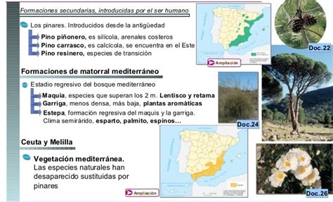 Sociales Y Lengua Las Formaciones Vegetales En EspaÑa