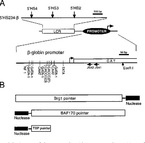 Figure 1 From Targeting A Swi Snf Related Chromatin Remodeling Complex