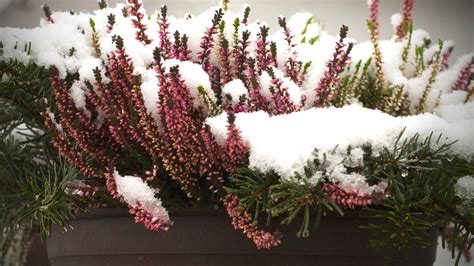 Methods To Overwinter Perennial Vegetation In Pots And Containers Home