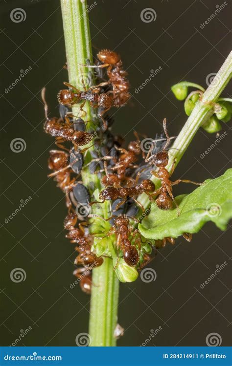 Ants And Aphids Stock Image Image Of Sapsucking Outdoor 284214911