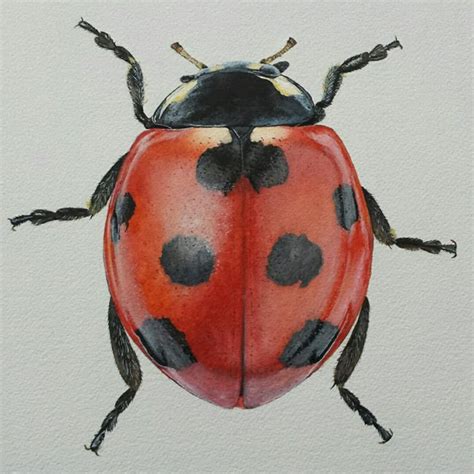 Ladybug Reference Photos For Artists Insect Collection Music Bird