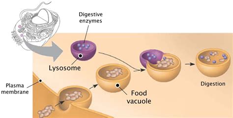 Making A Strong Case For Gcase The Science Of Parkinsons