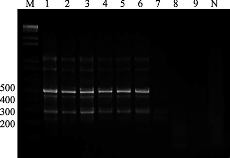 Sensitivity Of The Single Tube Nested Pcr For Detection Of P