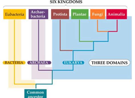 AS OCR Biology Classification And Evolution Chapter Flashcards Quizlet