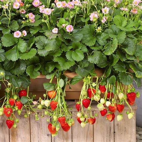 Strawberry Ruby Ann 247plants