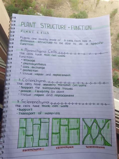 A Hand Holding Up A Notebook With Plant Structure Function Notes