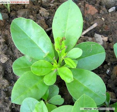土人参Talinum paniculatum Jacq Gaertn 植物图片库 植物通