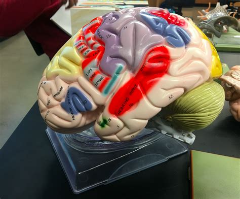 Functional Centers Of The Cerebral Cortex Diagram Quizlet