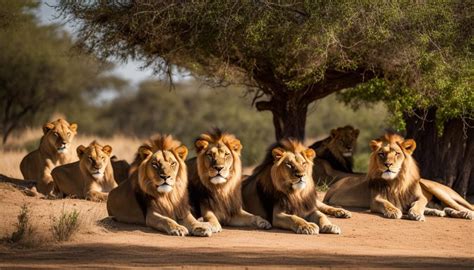What Do Lions Do All Day