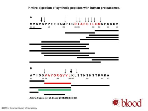The Only Proposed T Cell Epitope Derived From The TEL AML Translocation Is Not Naturally