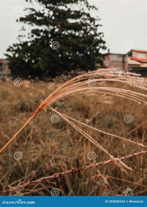 Closeup Shot Of Dry Feather Grass In A Field Stock Image Image Of