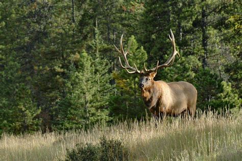 Elk New Zealand Safaris