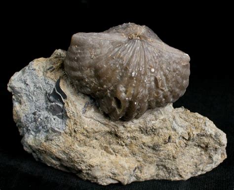 Platystrophia Brachiopod Fossil From Kentucky 6624 For Sale