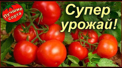 Томаты Софа Описание Фото Отзывы – Telegraph