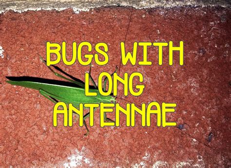 Fascinating Bugs With Long Antennae
