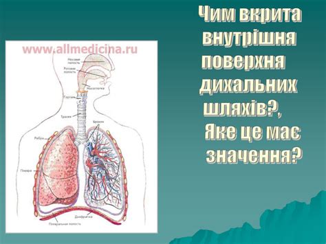 Презентація до уроку біології у 8 класі Органи дихання Нижні дихальні