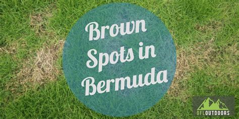 Lawn Care Brown Spots In Bermuda Grass Gfl Outdoors