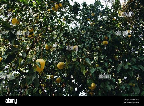 Pomelo Fruits On The Trees In The Citrus Garden Pomelo Is The