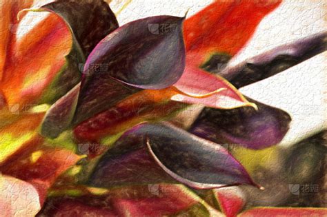 程式化的花马蹄莲百合