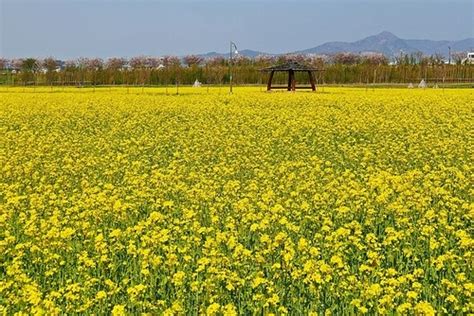 노란색 유채꽃이 만발한 도시의 풍경 유토이미지 상세페이지 베이직샵 사진 20553714