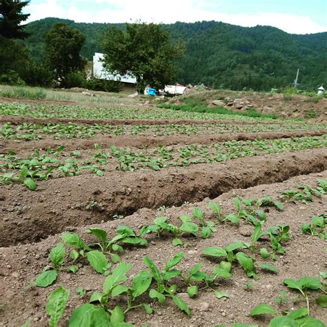 今年の源六の野沢菜、一番摘み菜が終わりましたかつて無い暑さが続いている野沢温泉、野沢菜のこれからの成長が心配天気予報のマーク、なかなか当たらず