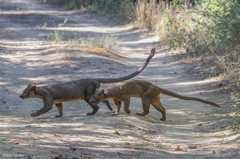 Fossa Have Occasionally Been Observed Hunting Lemurs In Small Groups