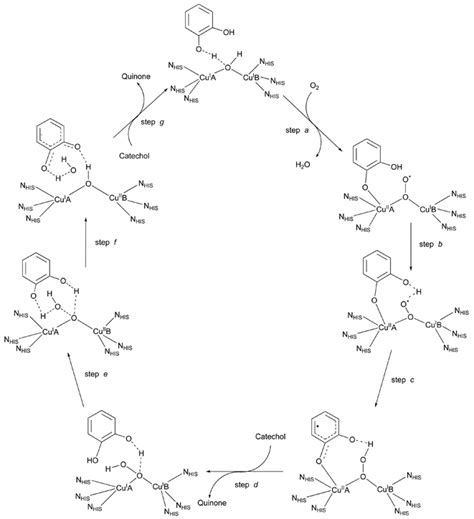 Catechol Oxidase Diphenol Oxidases