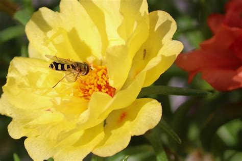 Hoverfly 飞 授粉 Pixabay上的免费照片 Pixabay