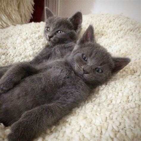 Elise Renard On Twitter Cute Cats Russian Blue Cat Beautiful Cats