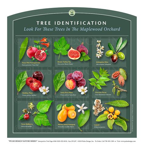 Outdoor Interpretive Sign Tree ID Guide Orchard Pomegranate Fig Olive Pecan Plum