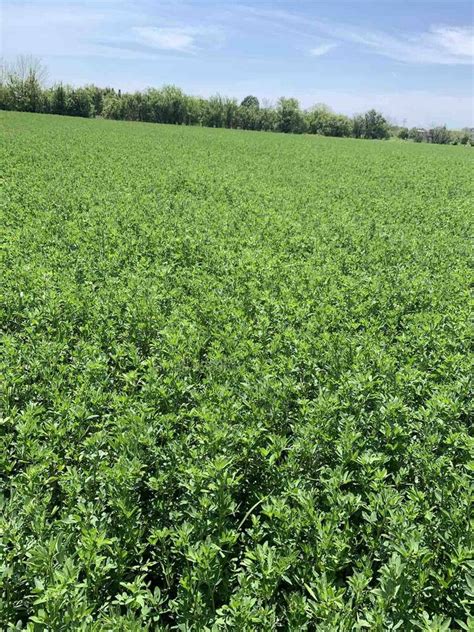 Продавам бали втори откос Селскостопански продукти Крушаре Продавам малки бали от втор