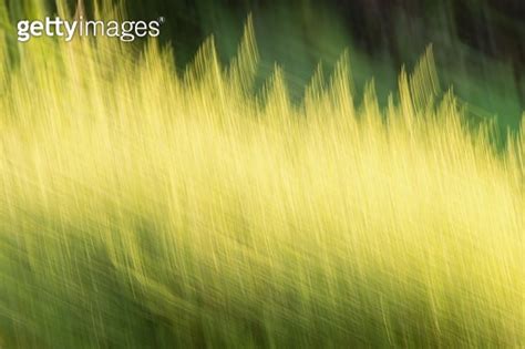 Abstract Green Modern Backgroung Blurred Lines Abstract Nature 이미지