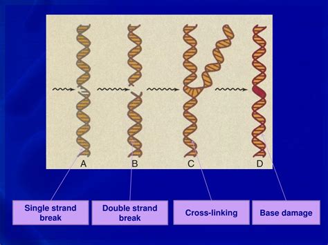 Ppt Radiation Effects On Dna And Chromosomes Powerpoint Presentation