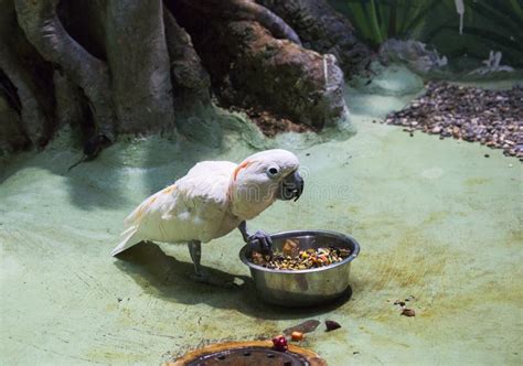 Moluccan Cockatoo Stock Image Image Of Beak Black 268624689