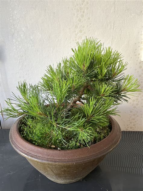Pinus Mugo Mughus Blooo