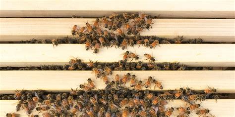 How Do I Set Up Flow Hive Brood Frames