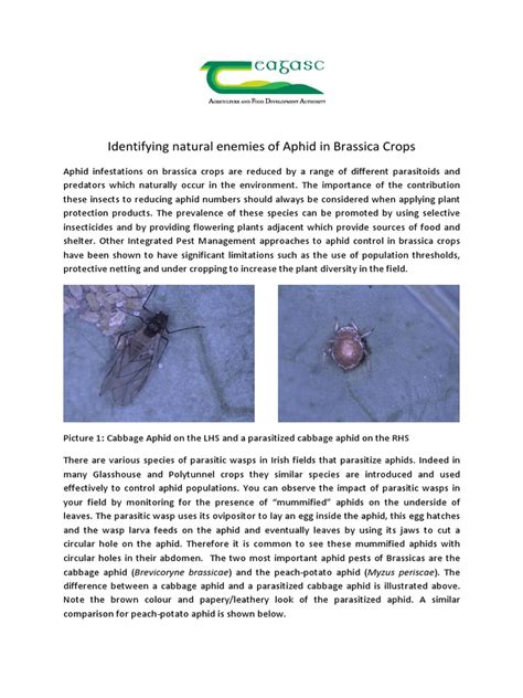 Identifying Natural Enemies Of Aphid In Brassica Crops Pdf Wasp