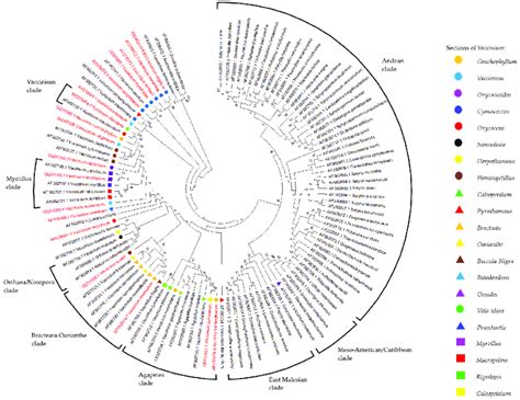 Molecular Phylogenetic Analysis Of Vaccinium Based On The Rolbc Like