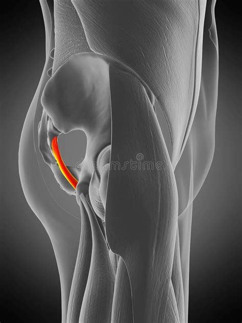 The Sacrotuberous Ligament Stock Illustration Illustration Of Graphic
