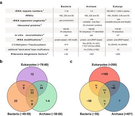 Fig 1 Ribosome And Ribosome Biogenesis Ribosome Biogenesis