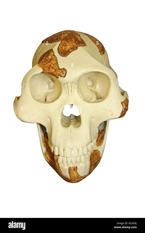 Australopithecus Afarensis Skull Labeled