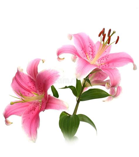Bloem Van Een Roze Lelie Stock Afbeelding Image Of Achtergrond 6242081