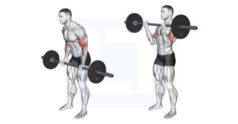Cheat Curl Guide Benefits And Form