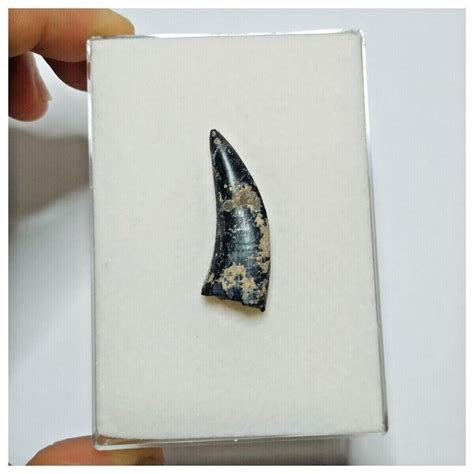 Top Rare Kryptops Palaios Abelisaurid Theropod Dinosaur Catawiki