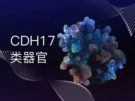 Cdh17 类器官模型 类器官靶点库 类器官模型和芯片技术的领导者