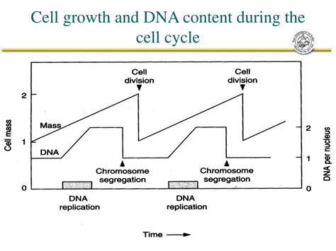 Ppt Cell Cycle And Radiosensitivity Powerpoint Presentation Free Download Id 2414060