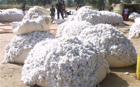 Production De Coton Le Mali Redevient Premier En Afrique Aconews