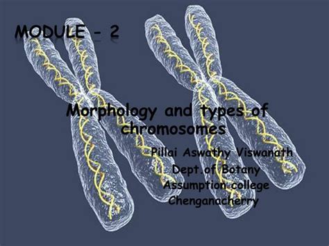 Morphology Of Chromosomes Pptx