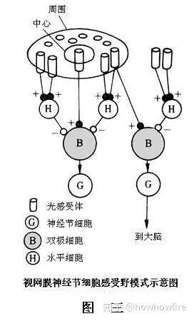 神经元传递和加工信息的方式 知乎