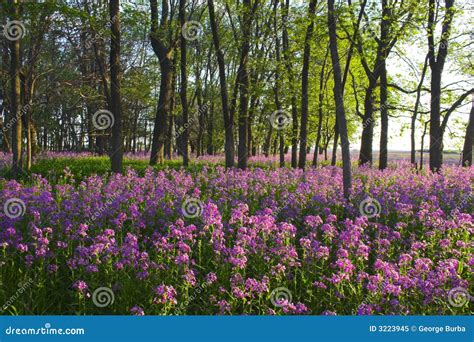 Flores Selvagens E Floresta Cor De Rosa Imagem De Stock Imagem De